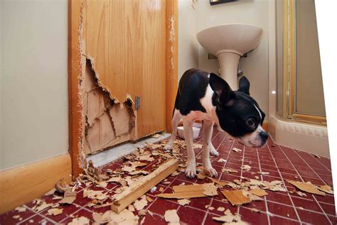 How Do You Treat Separation Anxiety In Dogs