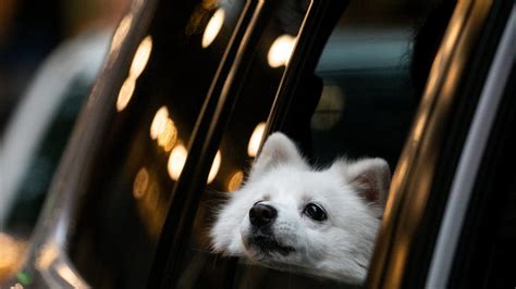 How To Help Your Pet Cope With Separation Anxiety