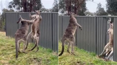 Kangaroo Fight Video Captures Epic Wrestling Match At Nature Preserve