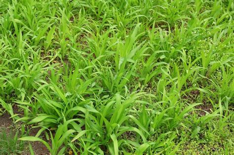 Premium Photo Beautiful Spring Grass Outdoors