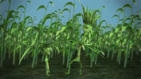 Motha Grass Treatment Video Youtube