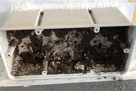 Budget Pest Control Perth Perth Pest Control Prices