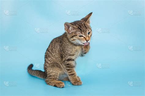 小灰猫在洗爪子