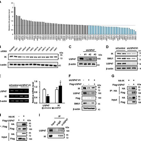 Usp47 Stabilizes Ik Through Deubiquitination A Cells Were Transfected