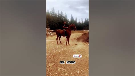 الحصان العربي الأصيل المصري مورو ابن الفحل الخياط Sk Moro Al Khayyat