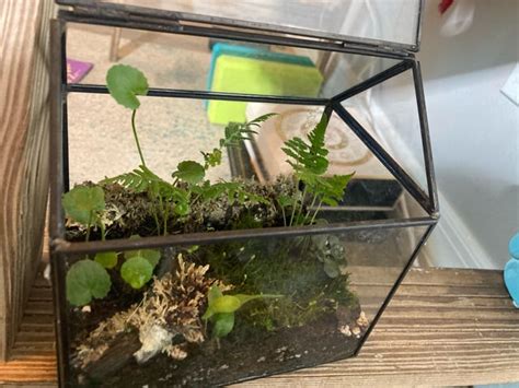 Update On My Terrarium The Ferns Are Putting Out New Shoots Finally