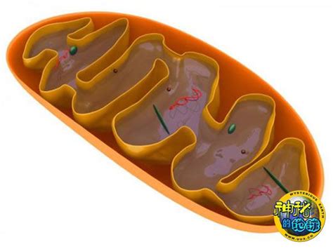 科学家证实人类母系祖先 线粒体夏娃”存在于20万年前 神秘的地球 科学自然地理探索