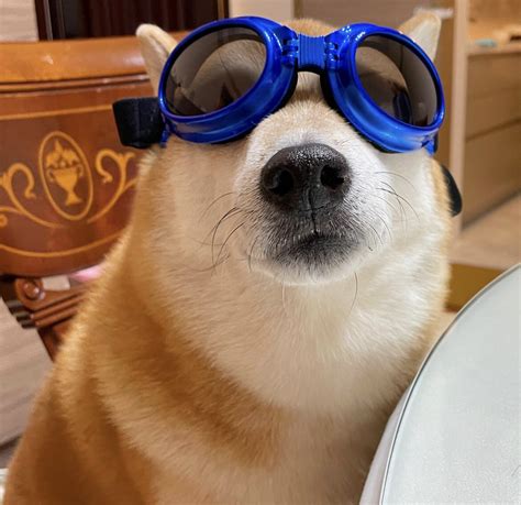 Cheems El Famoso Perrito De Los Memes Está Mejor De Salud Aristegui