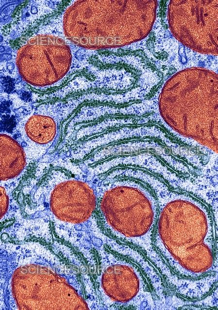 Endoplasmic Reticulum Of Liver Tem Stock Image Science Source Images