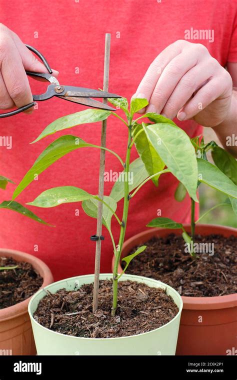 Pincer la plante de piment Banque de photographies et dimages à haute