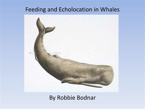 Ppt Feeding And Echolocation In Whales Powerpoint Presentation Free Download Id 4977500
