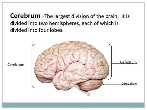 Cerebral Cortex And Cerebrum