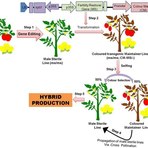 Illustration Of Hybrid Seed Production Through Genome Edited Method Download Scientific Diagram