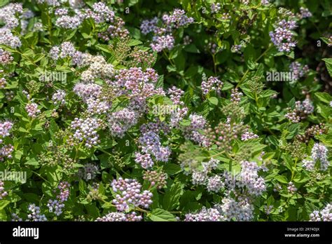 Closeup Abstract Texture Background Of Pink Cluster Flowers And Buds On