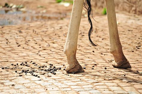 740 Giraffe Hooves Fotografías De Stock Fotos E Imágenes Libres De