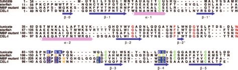 Sequence Alignment And Secondary Structure Of Cel I And Other C Type Download Scientific