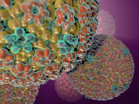 Herpes Simplex Virus 4 By Science Photo Library