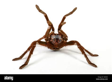 Goliath Pinkfoot Tarantula Pinkfoot Goliath Birdeater Tarantula