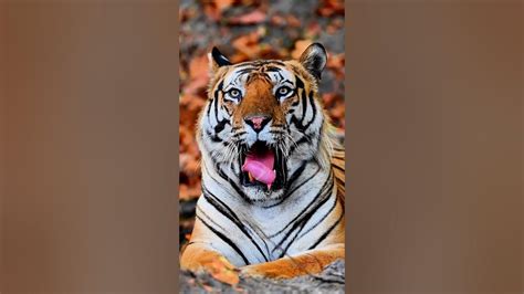 Что за лев этот тигр? #природа #лев #тигр #сильные #умные #психология # ...