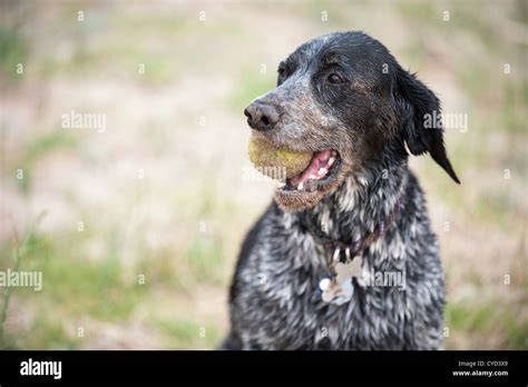 Treeing Walker Coonhound Pointer Mix