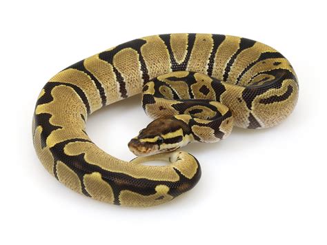 Ball Pythons Markus Jayne Ball Pythons