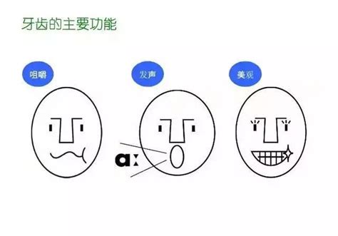 牙齿知识图解快快戳进来学习吧