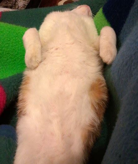 8º Concurso Fotográfico Como Gato Panza Arriba