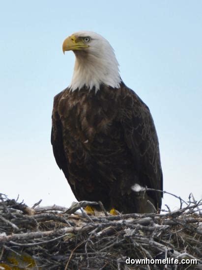 Eagle Nesting Downhome Magazine