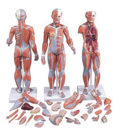 Complete Dual Sex Muscle Model Part B I Surgical Innovative Surgical Supplies
