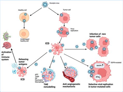 Full Article Nanoparticle Mediated Synergistic Chemoimmunotherapy For