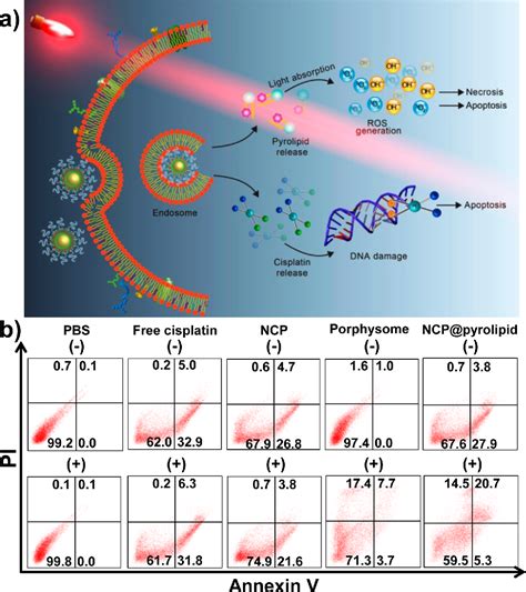 Figure 3 From Self Assembled Core Shell Nanoparticles For Combined Chemotherapy And Photodynamic