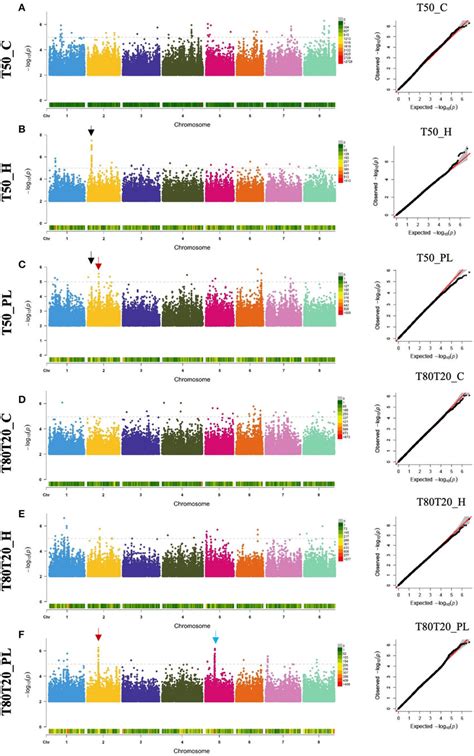 Manhattan Plots And The Corresponding Q Q Plots From GWAS Results