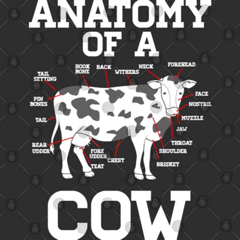 Cow Anatomy Of A Cow Bovine Chart Milk Lover Design Funny Cow Daisy