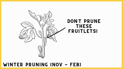 Pruning Fig Trees An Expert Guide Roots Plants
