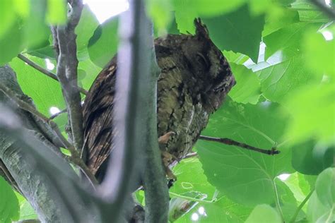 オオコノハズク20230619 日本の野鳥識別図鑑