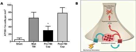 A Effects Of The Trpv1 Antagonist Capsazepine Cap On 24 H Tau