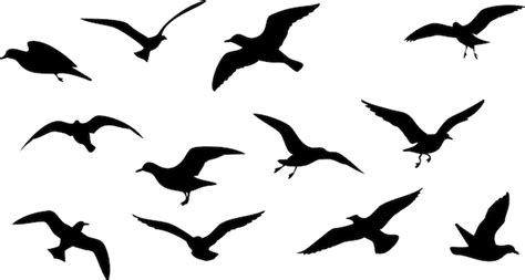 Silhouettes Of Soaring Seagulls In Flight Premium Vector