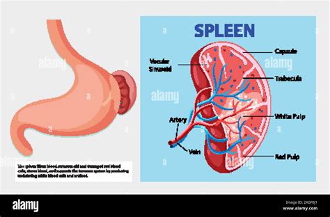 Detailed Diagram Of The Human Spleen Anatomy Stock Vector Image And Art