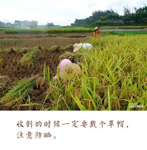 農村又到了收穫的季節要忙著收割了 每日頭條