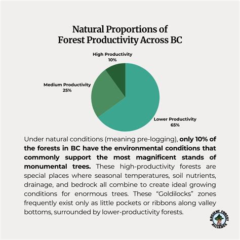 What Are Forest Productivity Distinctions Ancient Forest Alliance