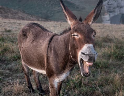 Aseguran 7 Mil Penes De Burro Que Iban A China Yucatán Independiente