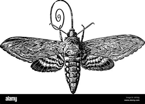 Sphinx Moth Drawing