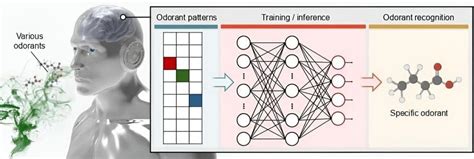 Combining Human Olfactory Receptors With Artificial Organic Synapses And A Neural Network To