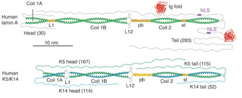 All Intermediate Filaments Have Essential Structural Features In