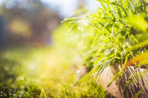 Premium Photo Closeup Of Lush Uncut Green Grass With Drops Of Dew In