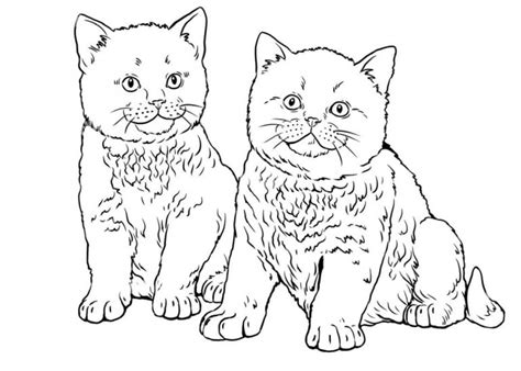 Mačke Bojanka 🐱 Pepe