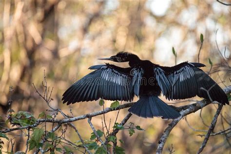 Female Anhinga Bird Called Anhinga Anhinga Stock Image Image Of Beak