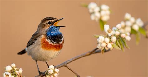 10 Migratory Birds That Visit India Every Winter