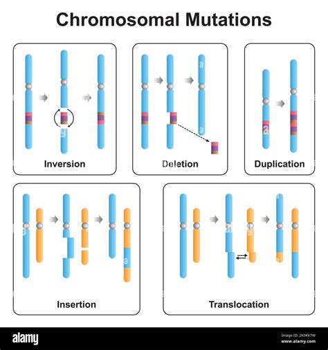 Scientific Designing Of Chromosomal Mutations Types Inversion Deletion Duplication Insertion