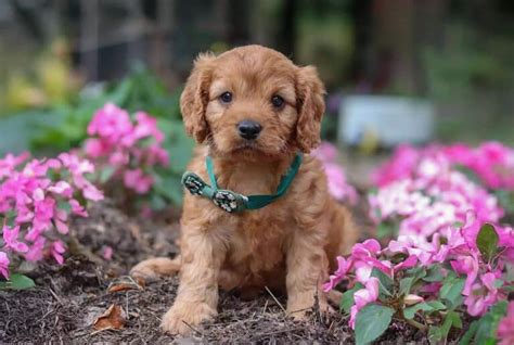 35 Cavapoo Colors Popular To Rarest With Pictures And Chart